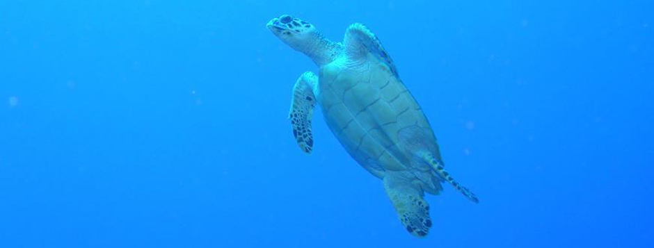 Scuba Diving - Toledo, OH