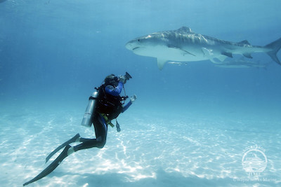 Tiger Beach Bahamas